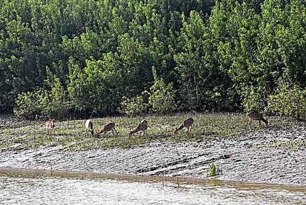 What To Feed Deer In Winter? [4 Secret Foods Revealed]