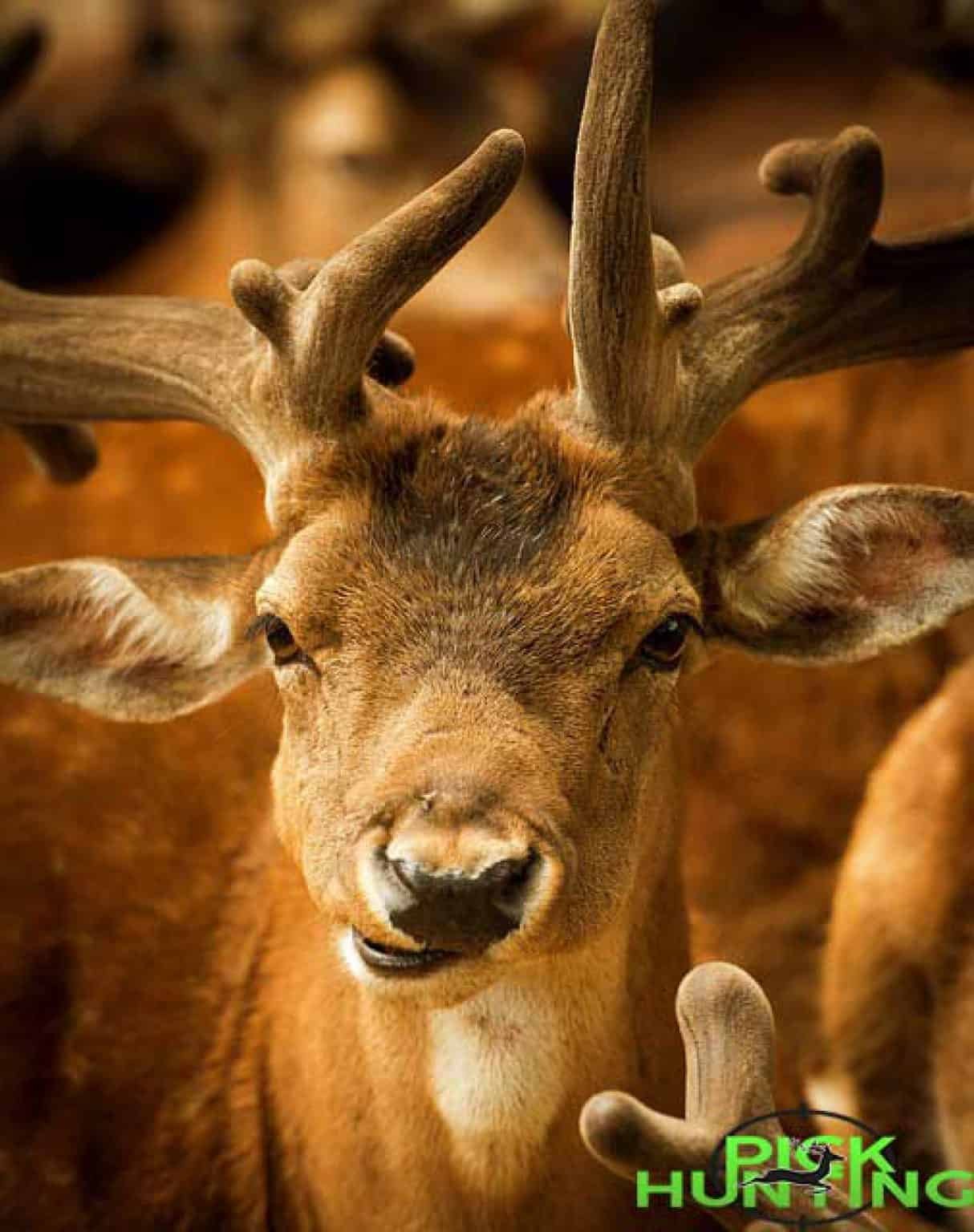 What Is A Female Deer Called? [Secret Female Deer Names]