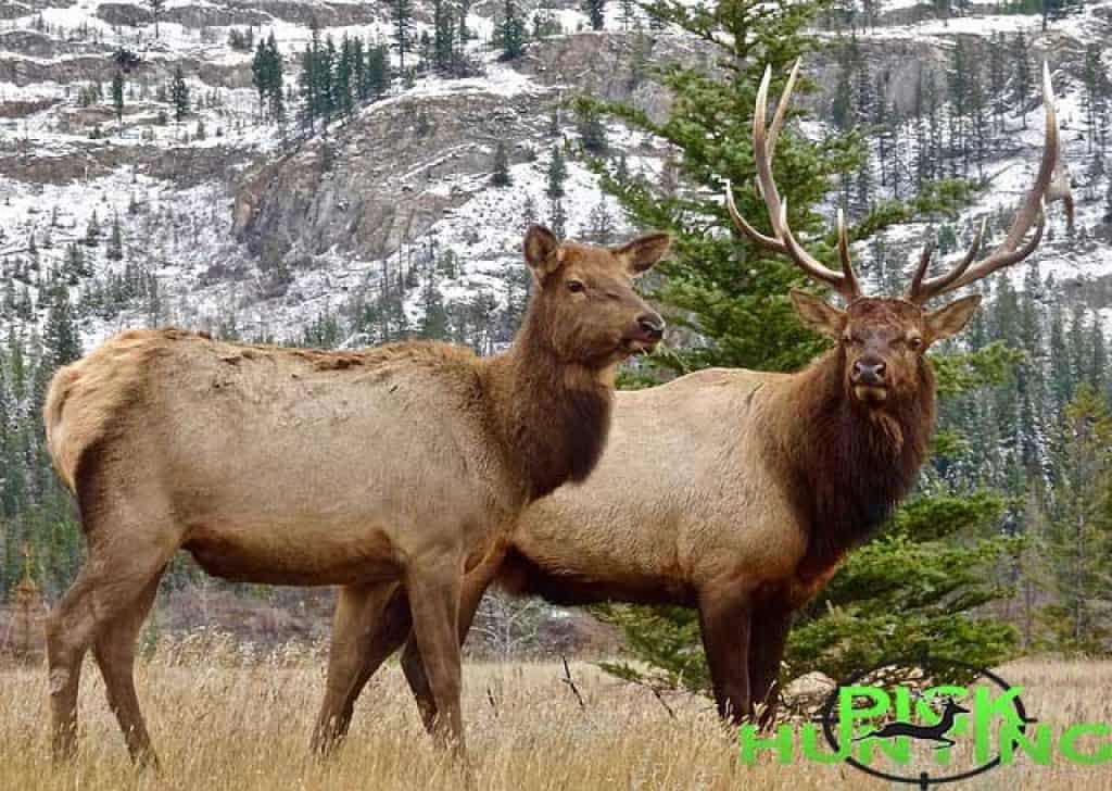 What Is A Female Deer Called? [Secret Female Deer Names]