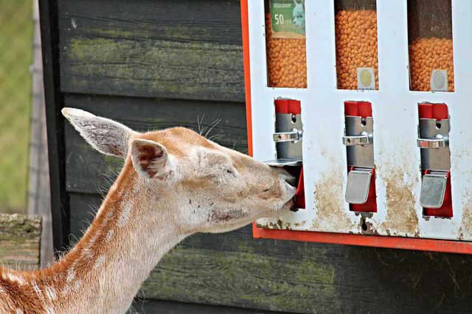 What Do Deer Eat In Winter? [Secret Food Names & Sources]