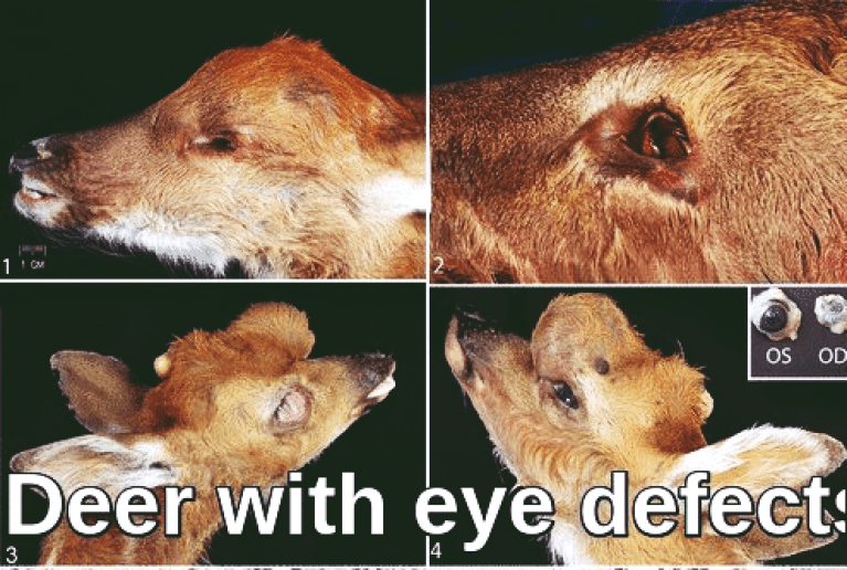 What Do You Call A Deer With No Eyes? [Secret Deer Jokes]