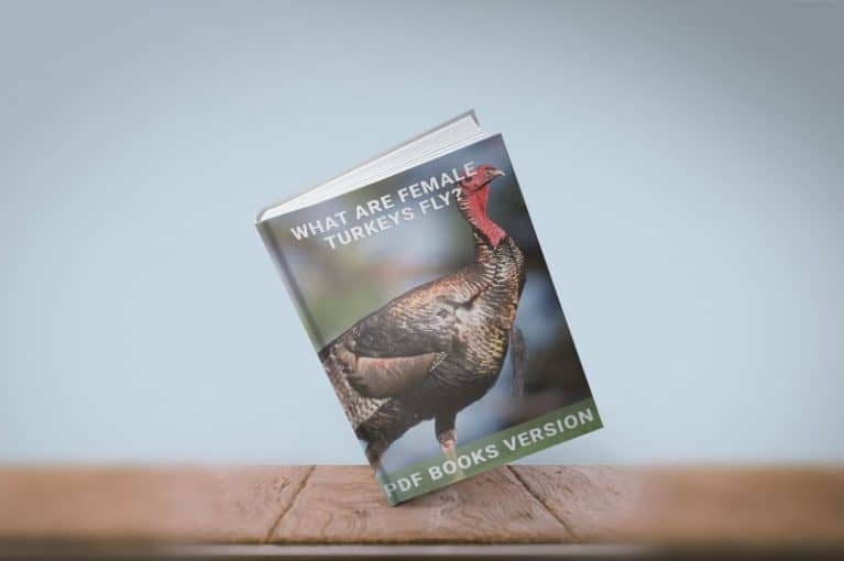 What Are Female Turkeys Called? [Female Turkeys Name]