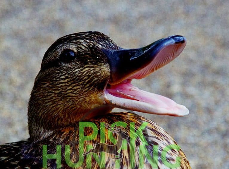 Do Ducks Have Teeth? [Secret Answer, Info & Facts Revealed]