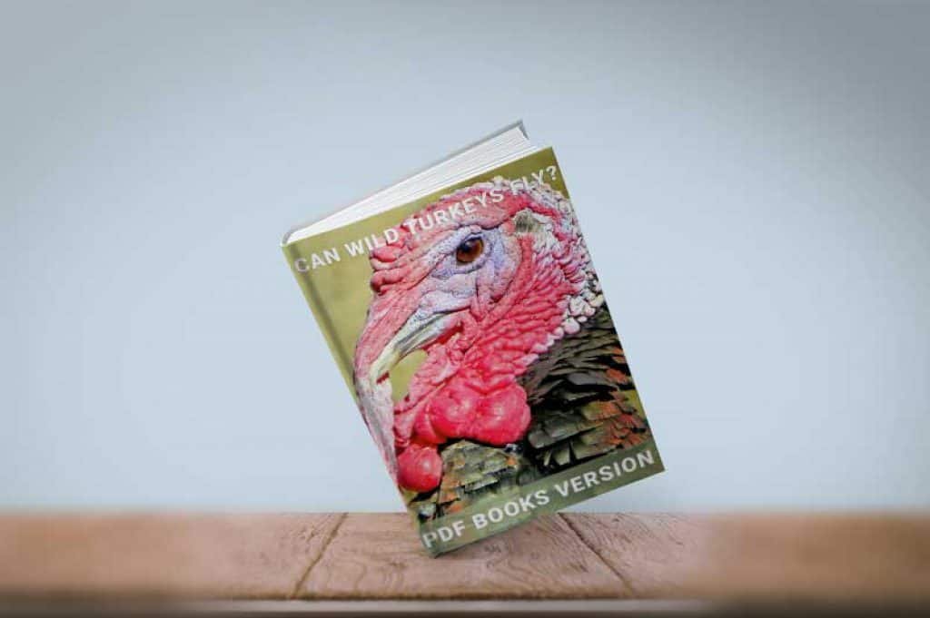 Can Wild Turkeys Fly? [Answer With Secret Explanation]