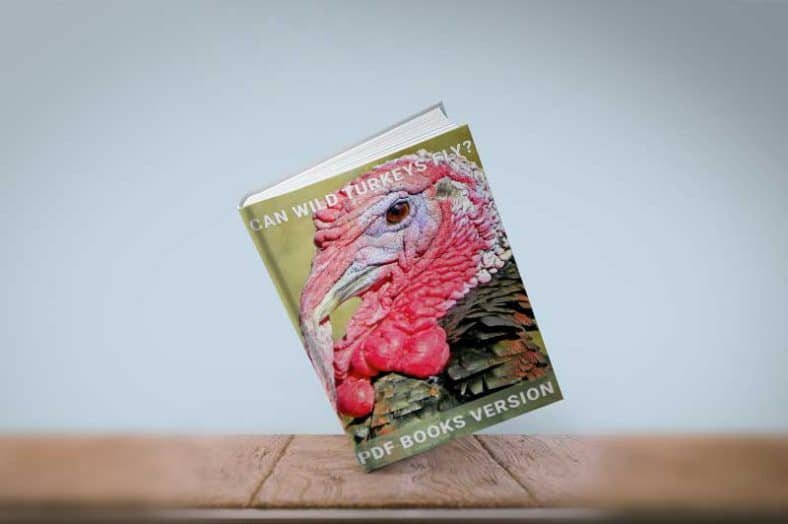 Can Wild Turkeys Fly? [Answer With Secret Explanation]