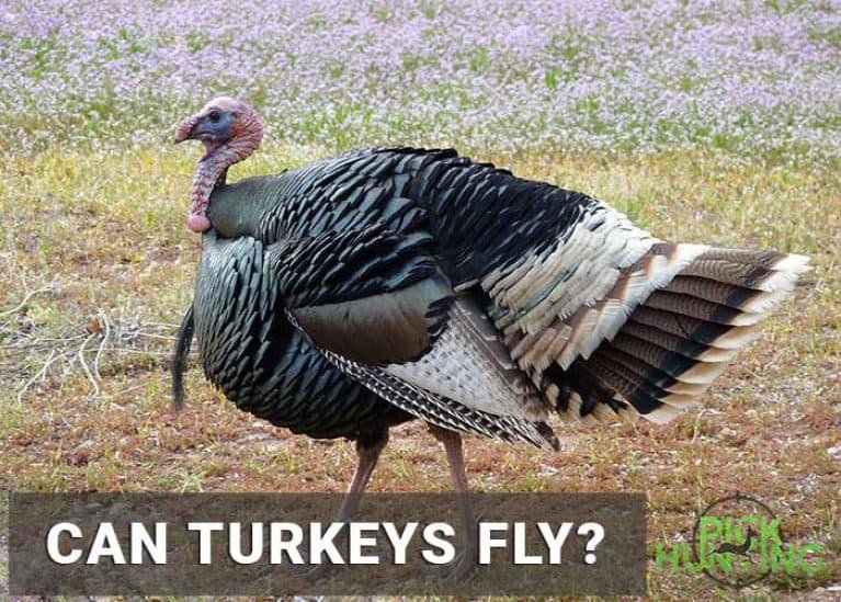 Can Wild Turkeys Fly? [Answer With Secret Explanation]