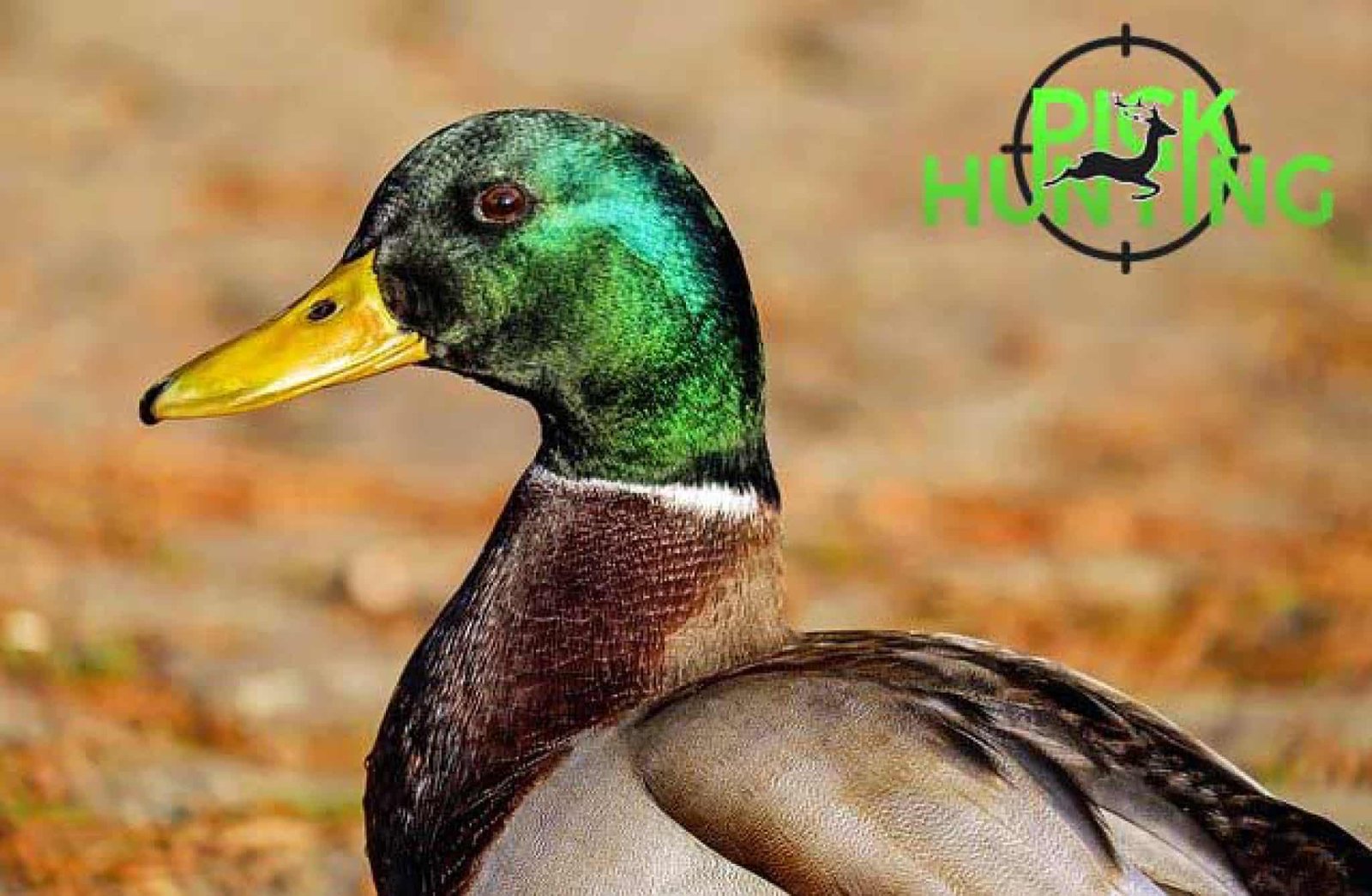 Do Ducks Have Teeth? [Secret Answer, Info & Facts Revealed]