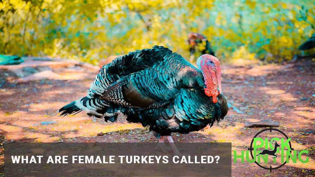 What Are Female Turkeys Called? [Female Turkeys Name]