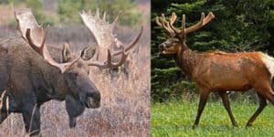 Moose Vs Elk | Key Differences Between Moose And Elk