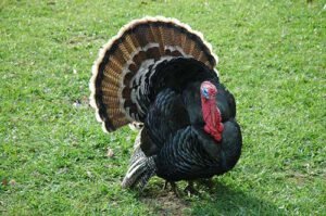 How Many Feathers Does A Mature Turkey Have? [Turkeys Secret]