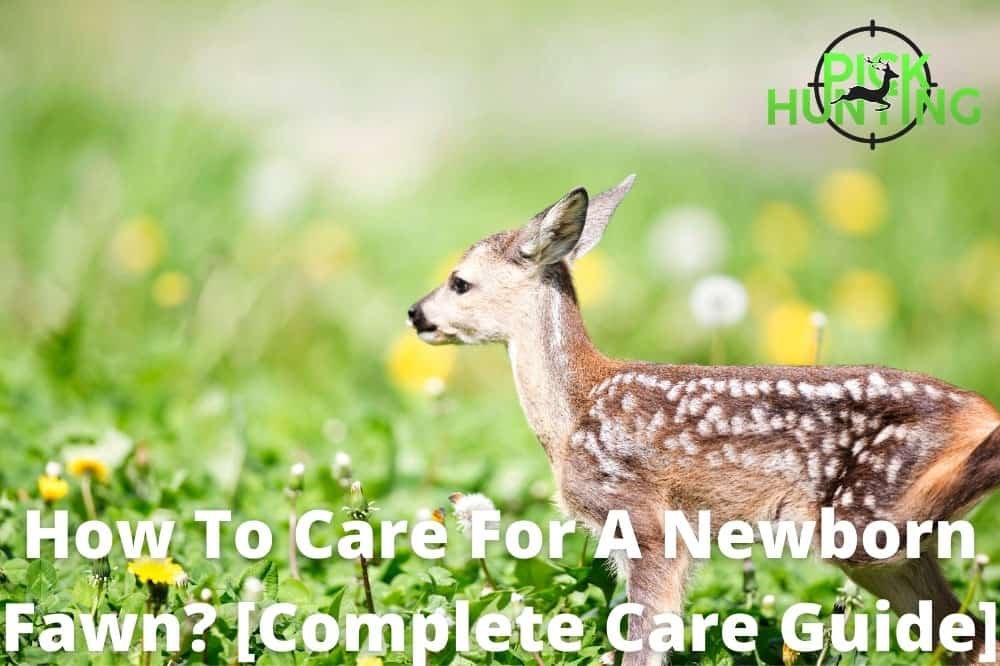 How To Care For A Newborn Fawn? (A Step-by-Step Guide)